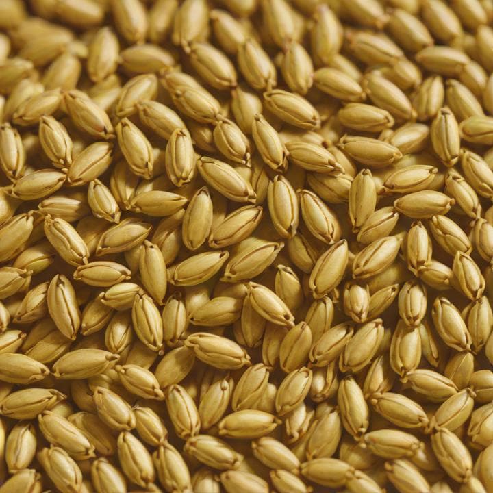 Barley - Barleycorn Price Starting From Rs 66 | Find Verified Sellers ...