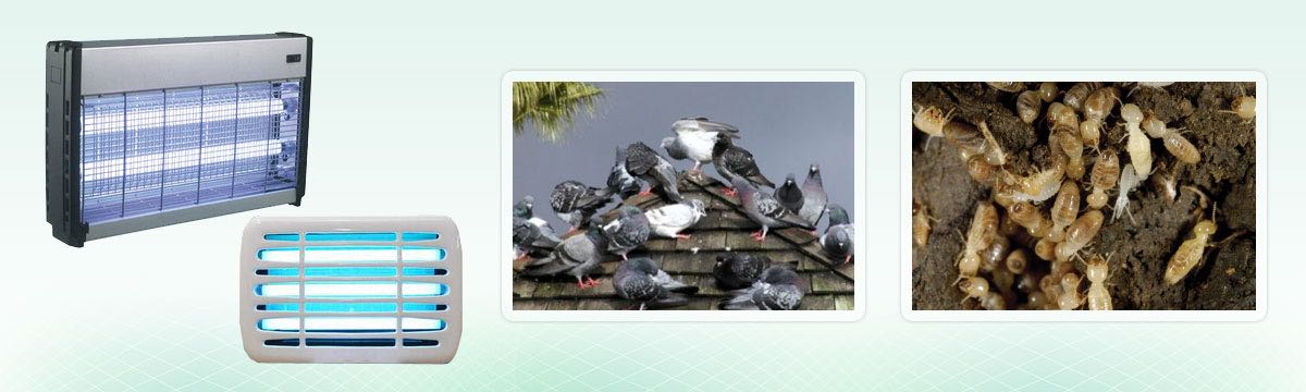 Rapid Pest Control in Satellite Road, Ahmedabad - Best Pest Control ...