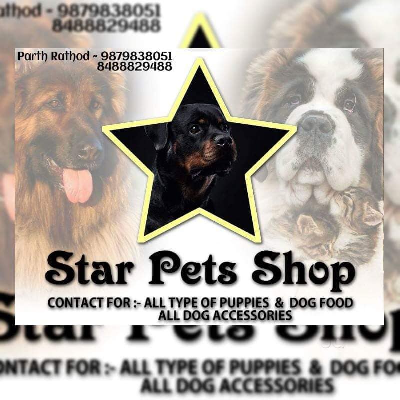 Top Pet Shops in Ahmedabad - Best Pet Store near me - Justdial