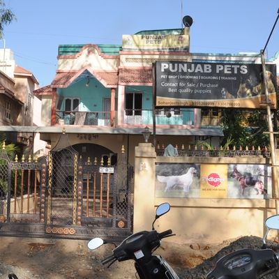 Top Pet Shops in Ahmedabad - Best Pet Store near me - Justdial