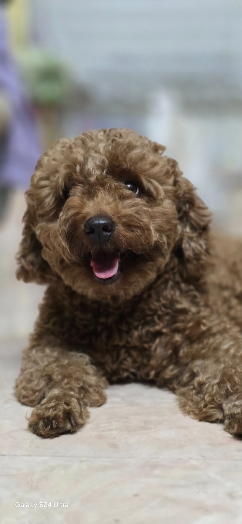 Top Dog Trainers in Bangalore - Best Dog Training Centres - Justdial