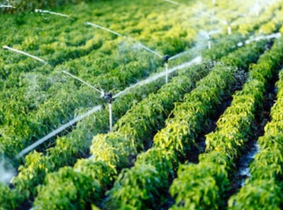 NDW & Company in Shivaji Nagar, Bangalore - Best Drip Irrigation System ...