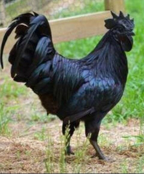 Kadaknath Poultry in Ashti Beed, Beed - Best Poultry Farms in Beed ...
