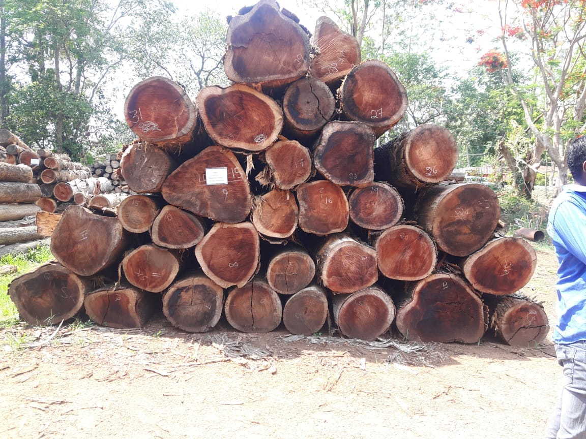 Pinewood - Pinewood Plywood Latest Price, Pine Tree Wood Dealers in N ...
