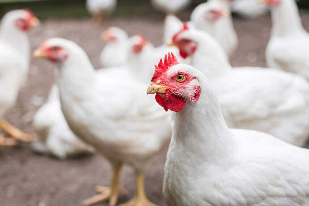 Fatima Poultry Center in Uppal, Hyderabad - Best Chicken Farming in ...