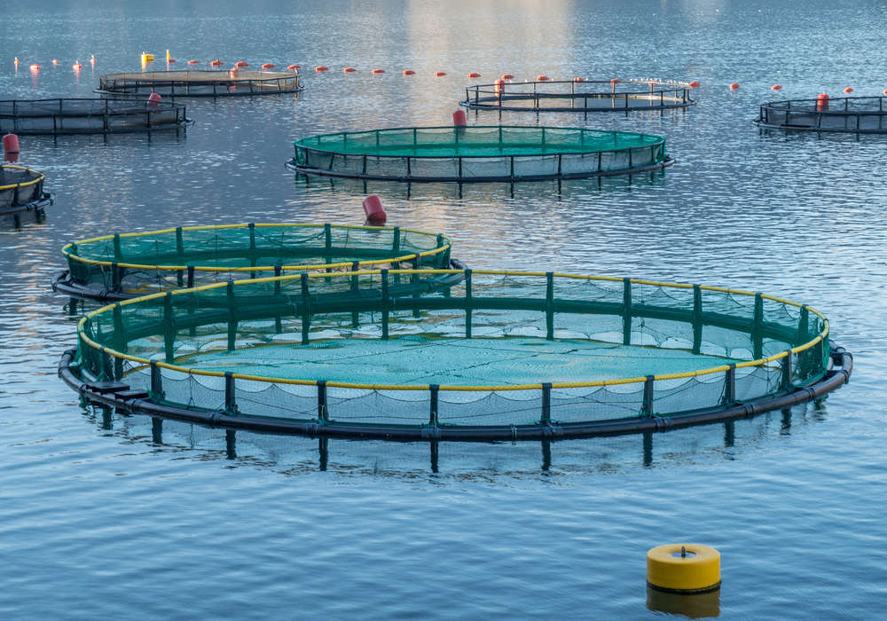 Ravikant Fishery in Navkhar, Alibaug - Best Fish Farming Consultants in ...