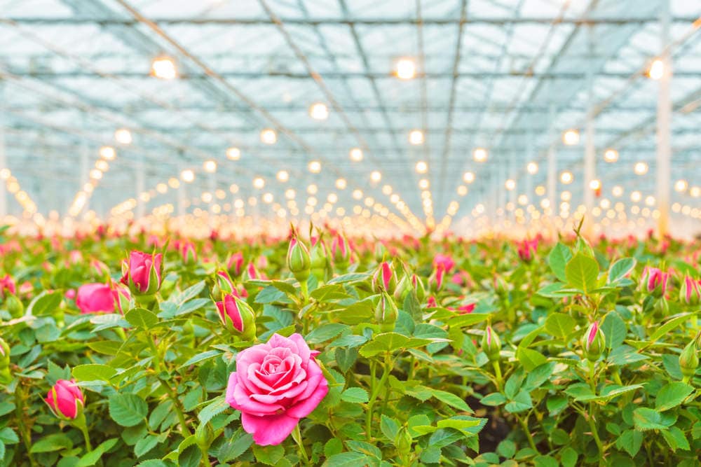 Hosur Hi Tech Horticulture in Bagalur Circle, Hosur - Best Greenhouse ...