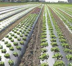 KALYANI ENTERPRISE in Halvad, Morbi - Best Crop Cover Manufacturers in ...
