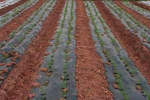 KALYANI ENTERPRISE in Halvad, Morbi - Best Crop Cover Manufacturers in ...