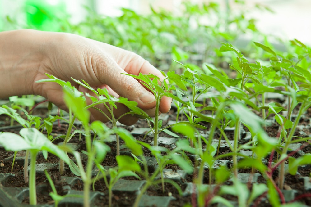 Catalogue - Bhatia Agri Farm in Ambala - Justdial