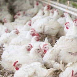 Top Chicken Retailers in Maroli - Best Raw Chicken Suppliers Navsari ...