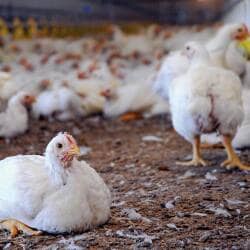 Top Poultry Farms in Malpura - Best Chicken Farms Tonk near me - Justdial