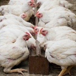 Top Poultry Farms in Digiana - Best Chicken Farms Jammu near me - Justdial