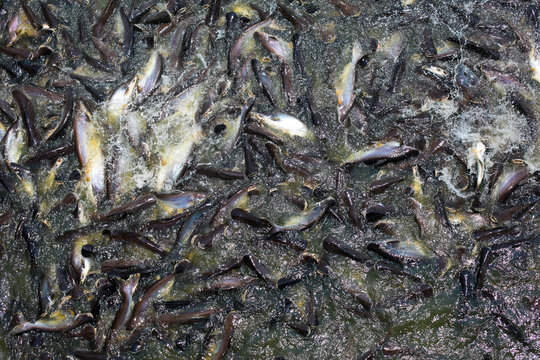Jenny Fish Aqua in Bholav, Bharuch - Best Frozen Seafood Manufacturers ...