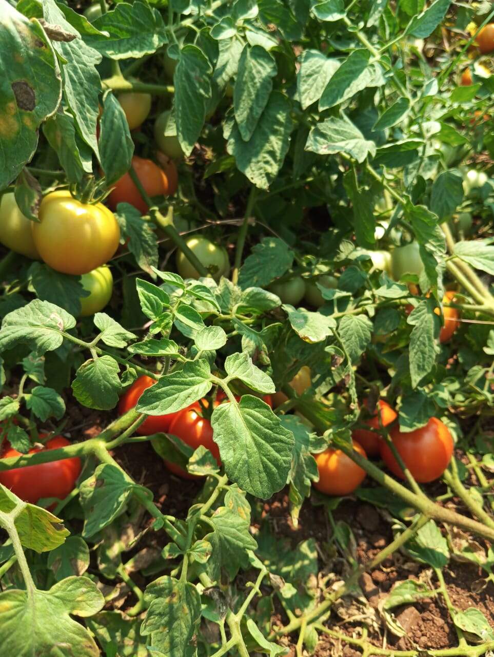 Smt Tamota Point in NTR Circle, Guntur - Best Vegetable Wholesalers in ...