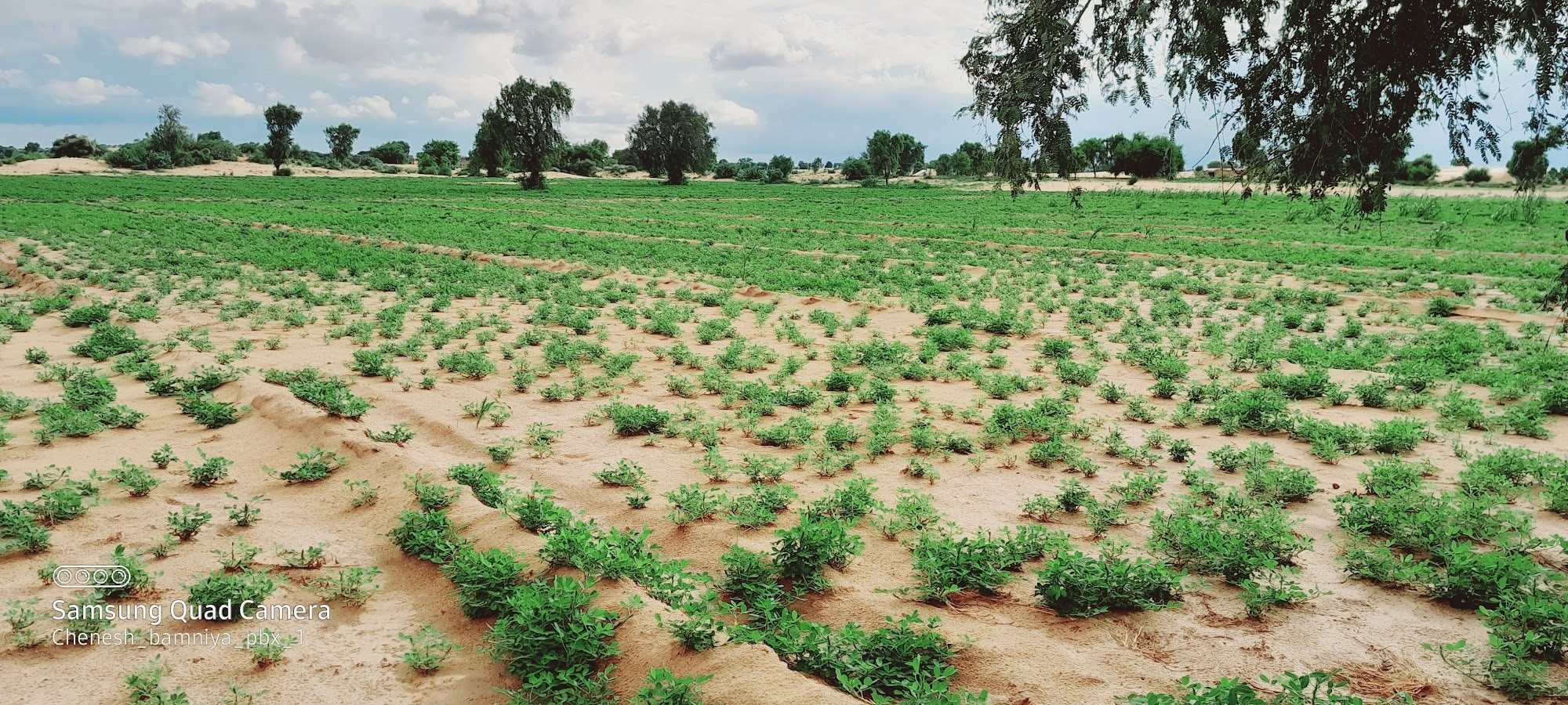 Kheti Badi in Veeramdeora, Jaisalmer - Best Agricultural Product ...