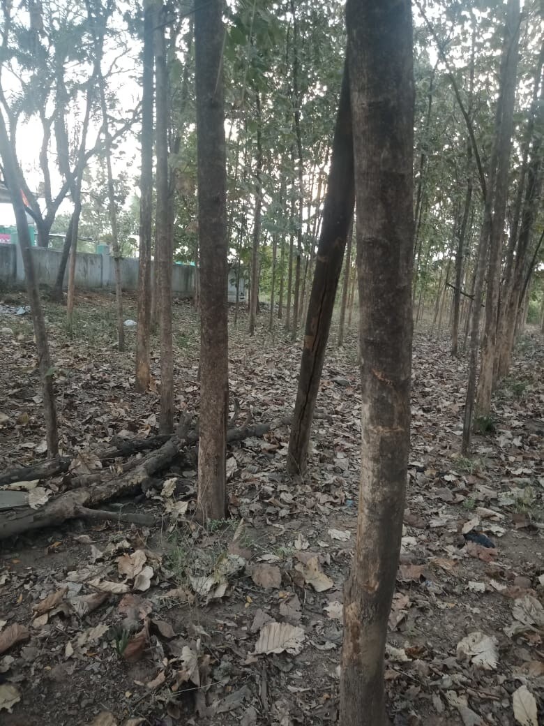 Srikrishna Saw Mill and Timber Merchant in Laxmi Nagar, Ramagundam ...