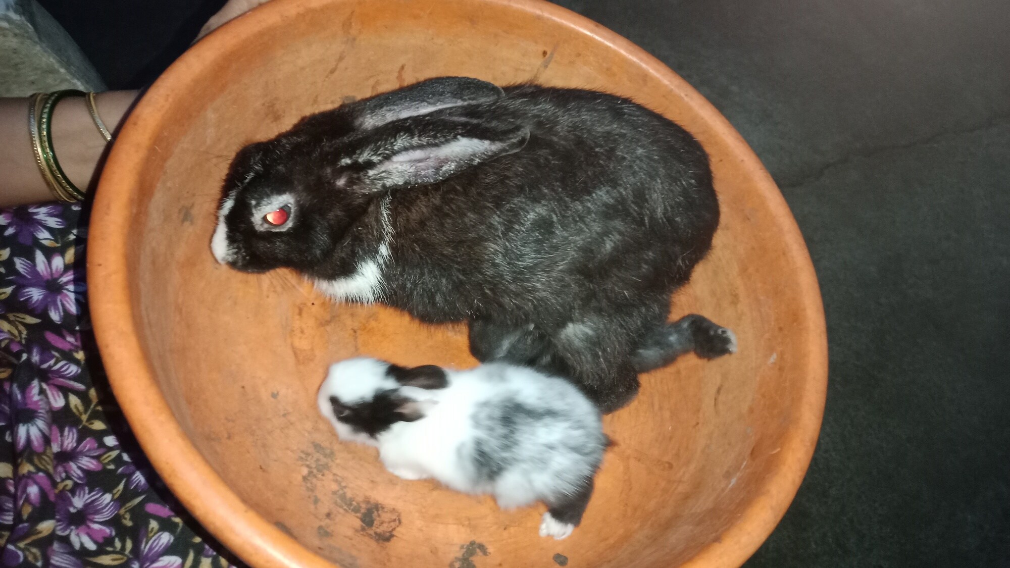 Rabbit Seller in Top, Kolhapur - Best Animal Feed Dealers in Kolhapur ...