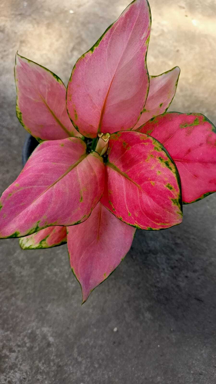 Sapling in Behala, Kolkata - Best Plant Nurseries in Kolkata - Justdial