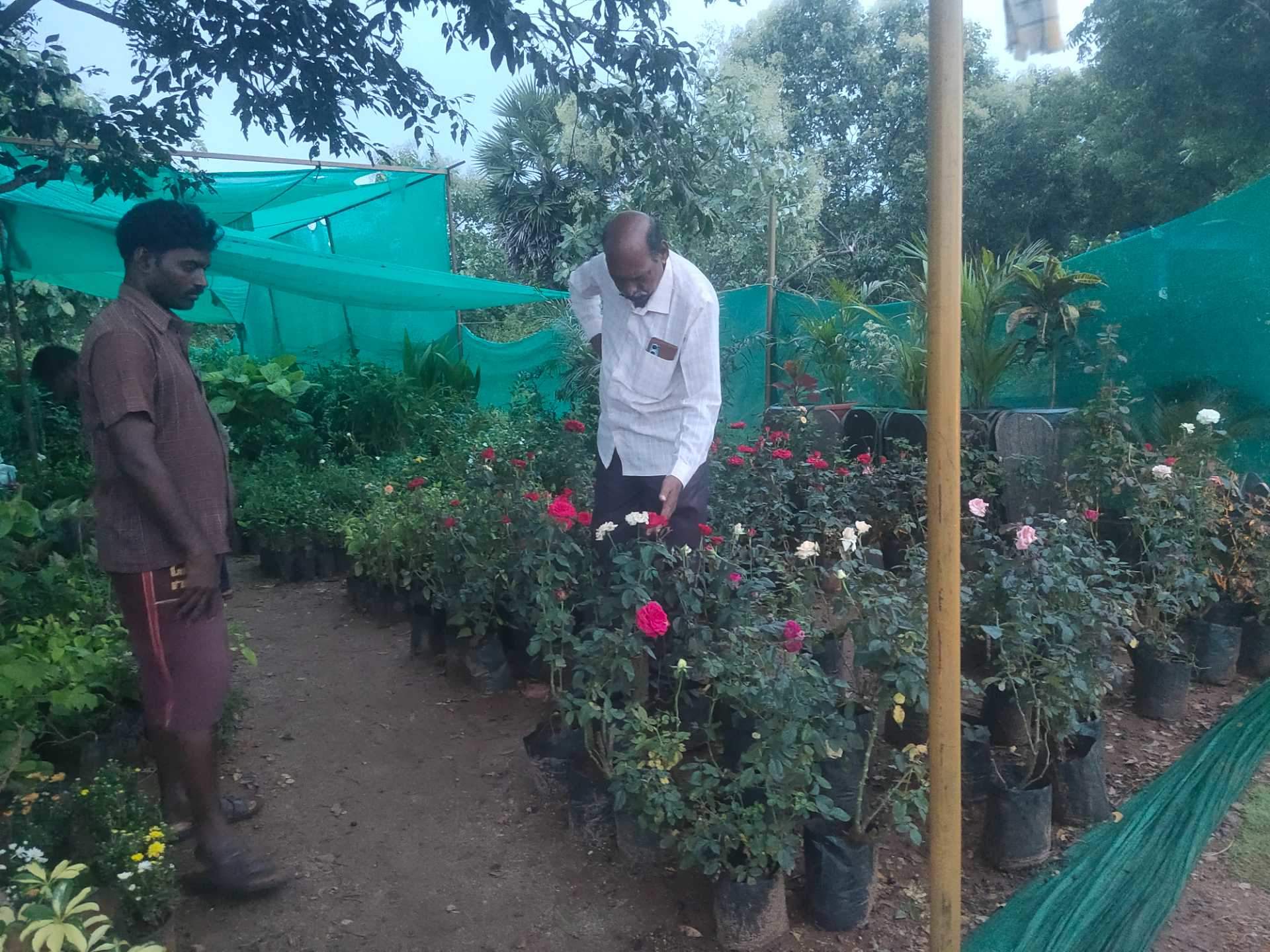 Siva bursary garden in Varattanapalli, Krishnagiri - Best Plant ...