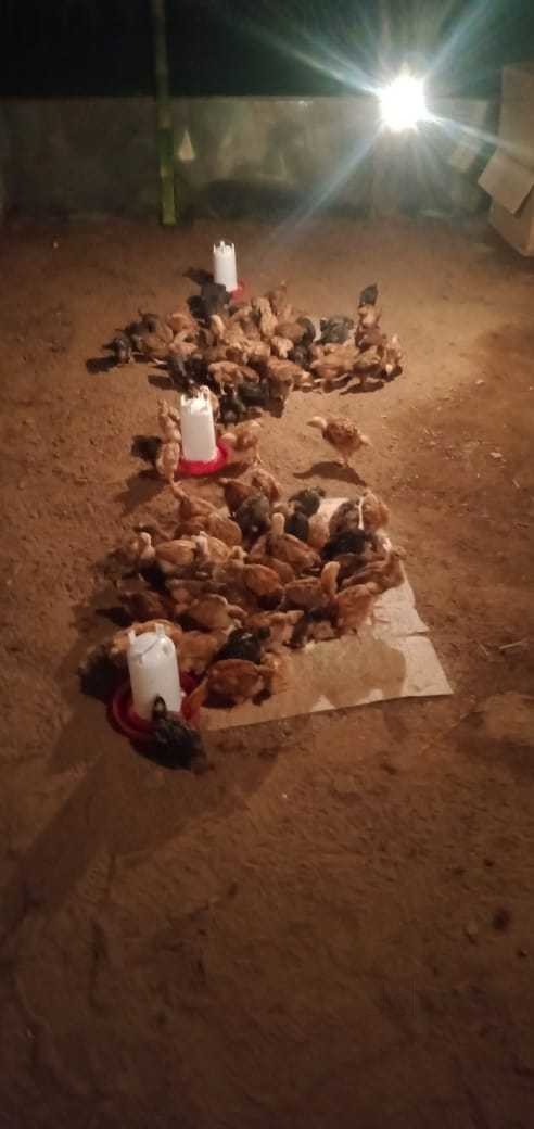 Velan Chik Form in Patteeswaram, Kumbakonam - Best Chicken Farming in ...