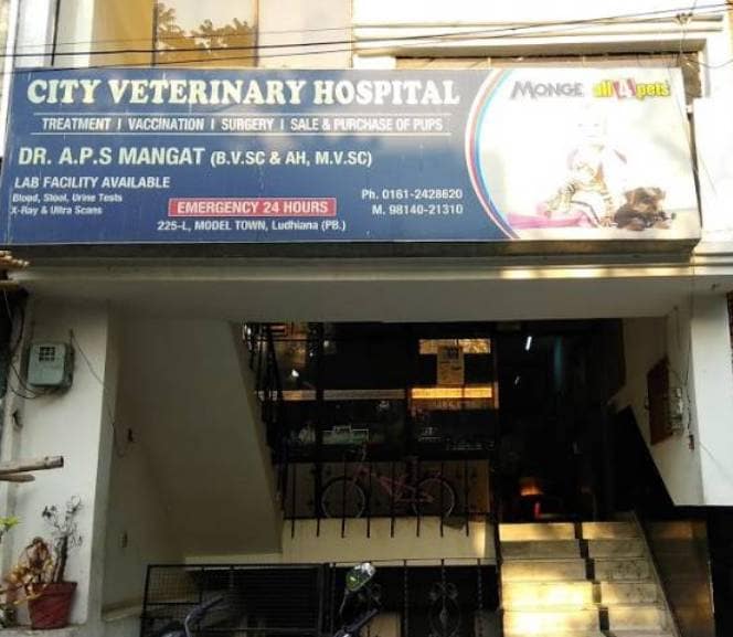 Best Veterinarians near Sns Pahwa Hospital Industrial Area B, Ludhiana ...