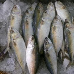 Best fish near me store