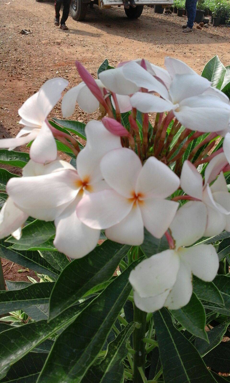 Catalogue - Rajkumar Nursery in Dadar West , Mumbai - Justdial