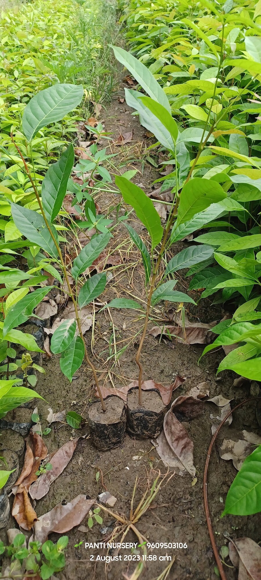 Panti Nursery in Nadia - Best Plant Nurseries in Nadia - Justdial