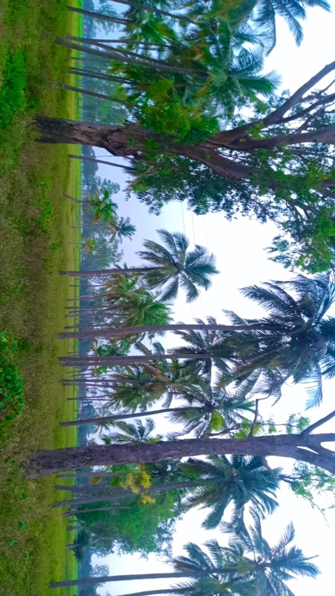 Dhiraj Ahire Farm in Vaygaon, Nashik - Best Agro Farming Services in ...