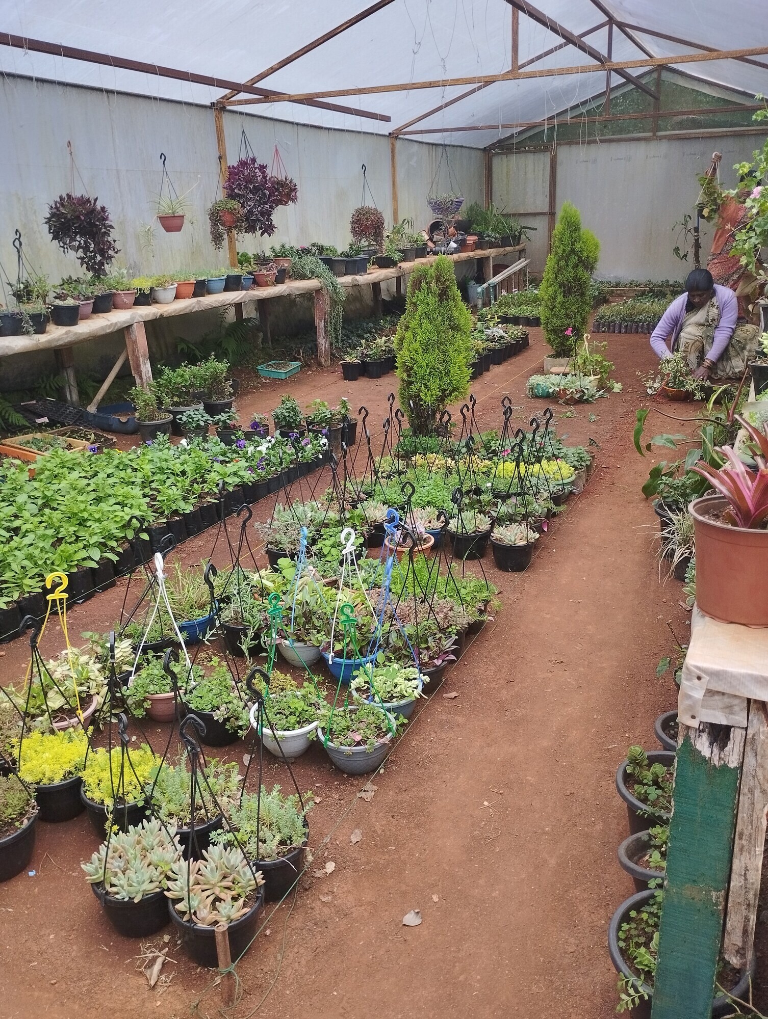 Gianna'S Plant Shop in Wood Cock Road, Ooty - Best Industrial Plants On ...