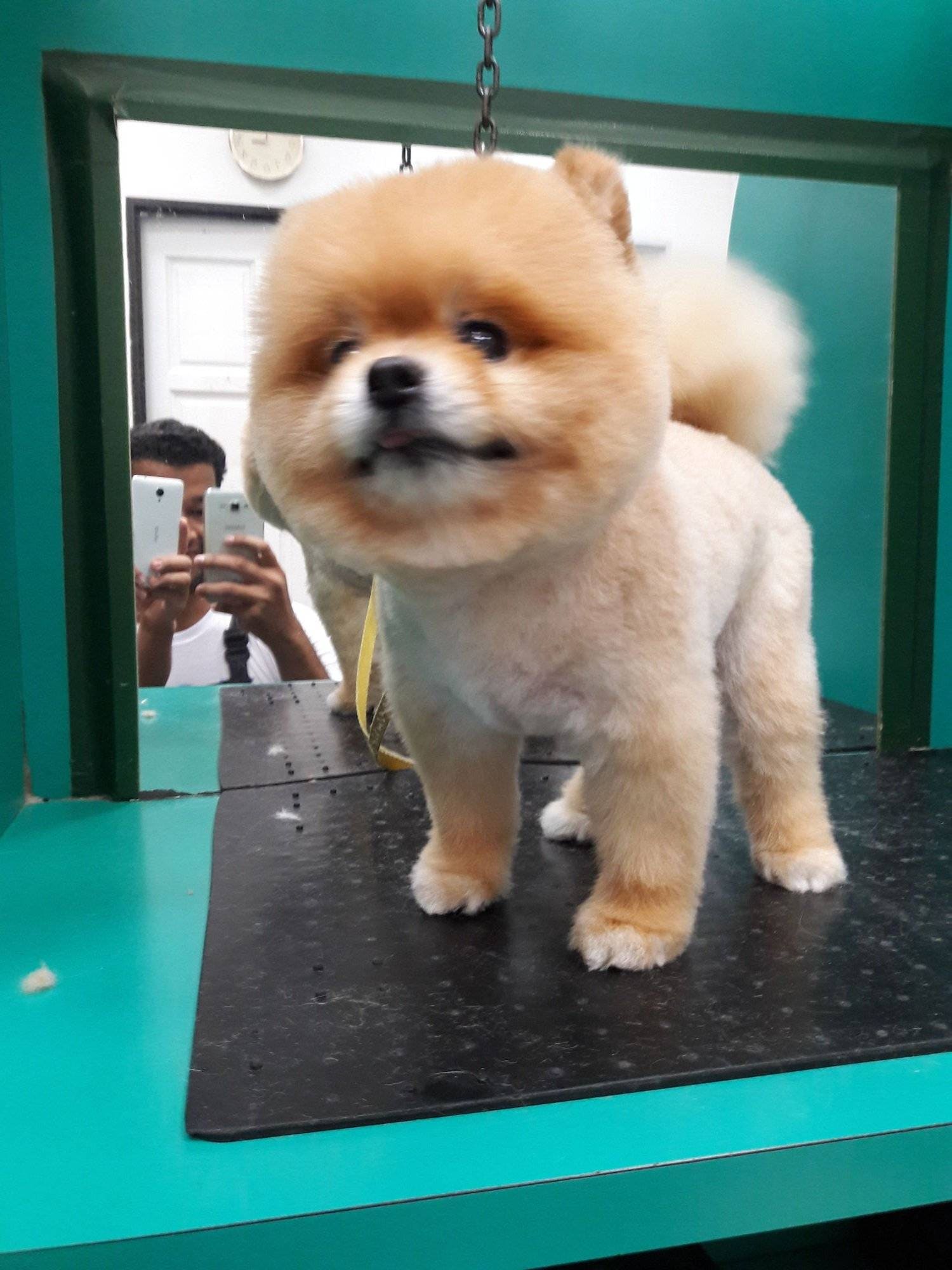 Top 50 Pet Shops For Persian Cat In Pune Best Persian Cat Dealers top-50-pet-shops-for-persian-cat-in-pune-best-persian-cat-dealers