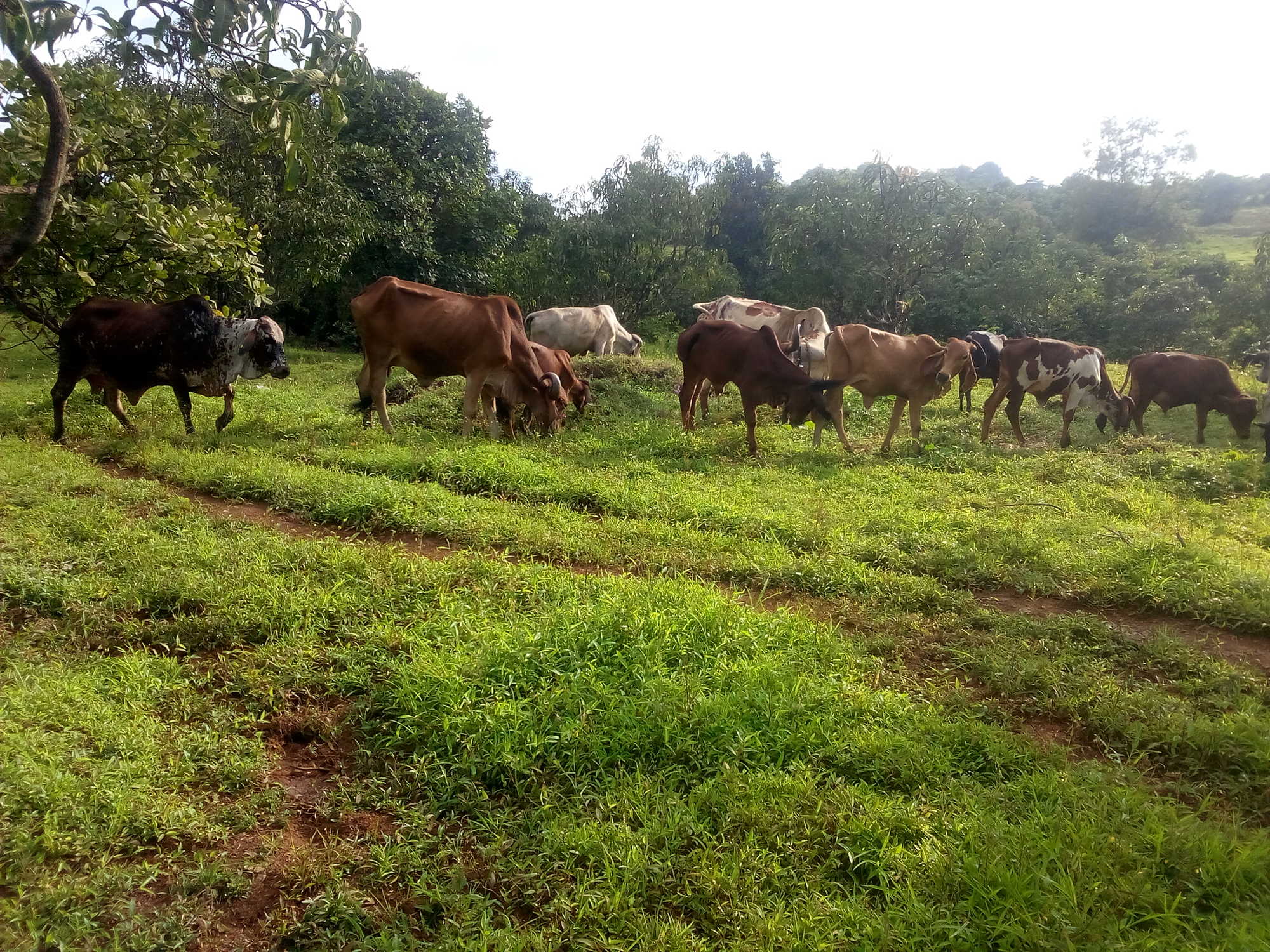 Swaraj Dairy Farm in Chinchwad, Pune - Best Dairy Farms in Pune - Justdial