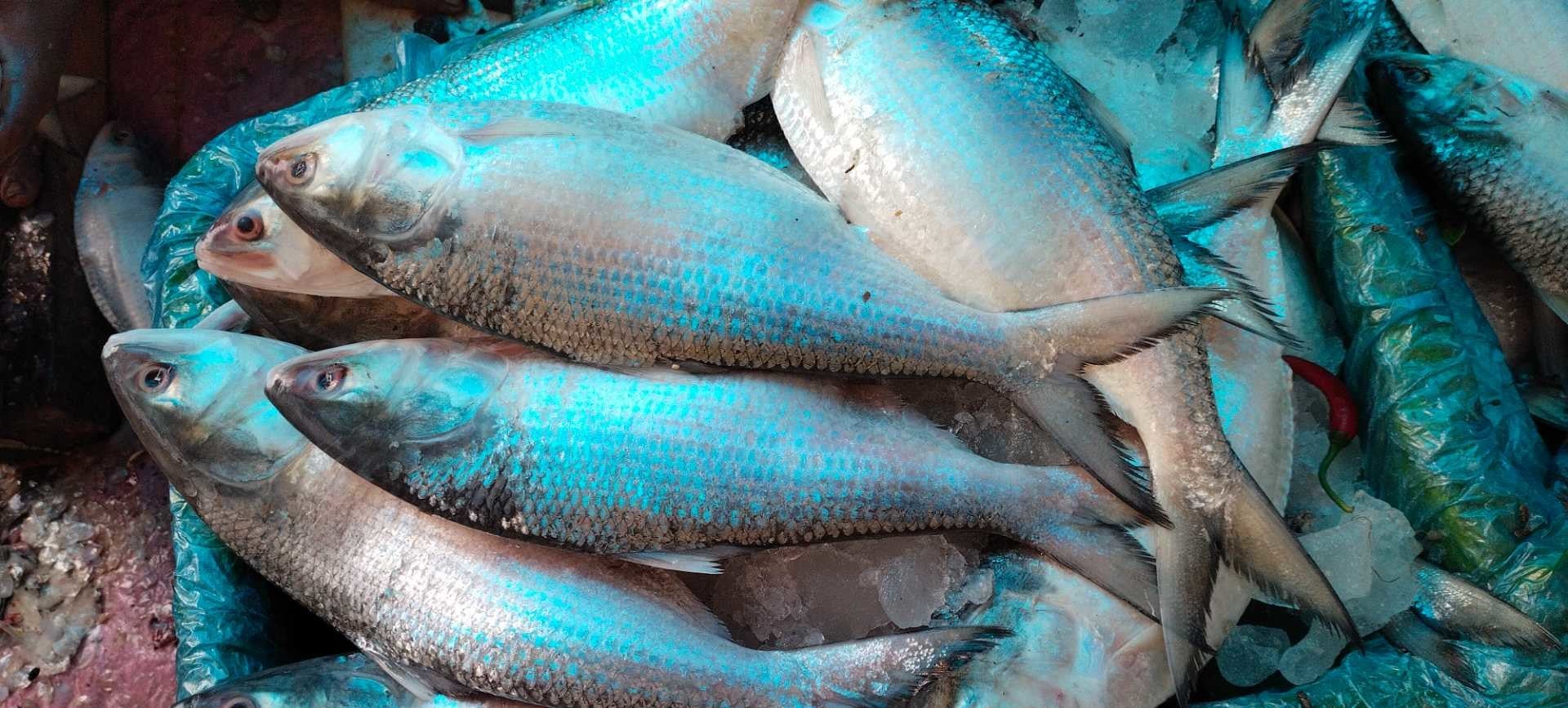 M.k Fish counter in Purulia Town Hall, Purulia - Best Fish Wholesalers ...