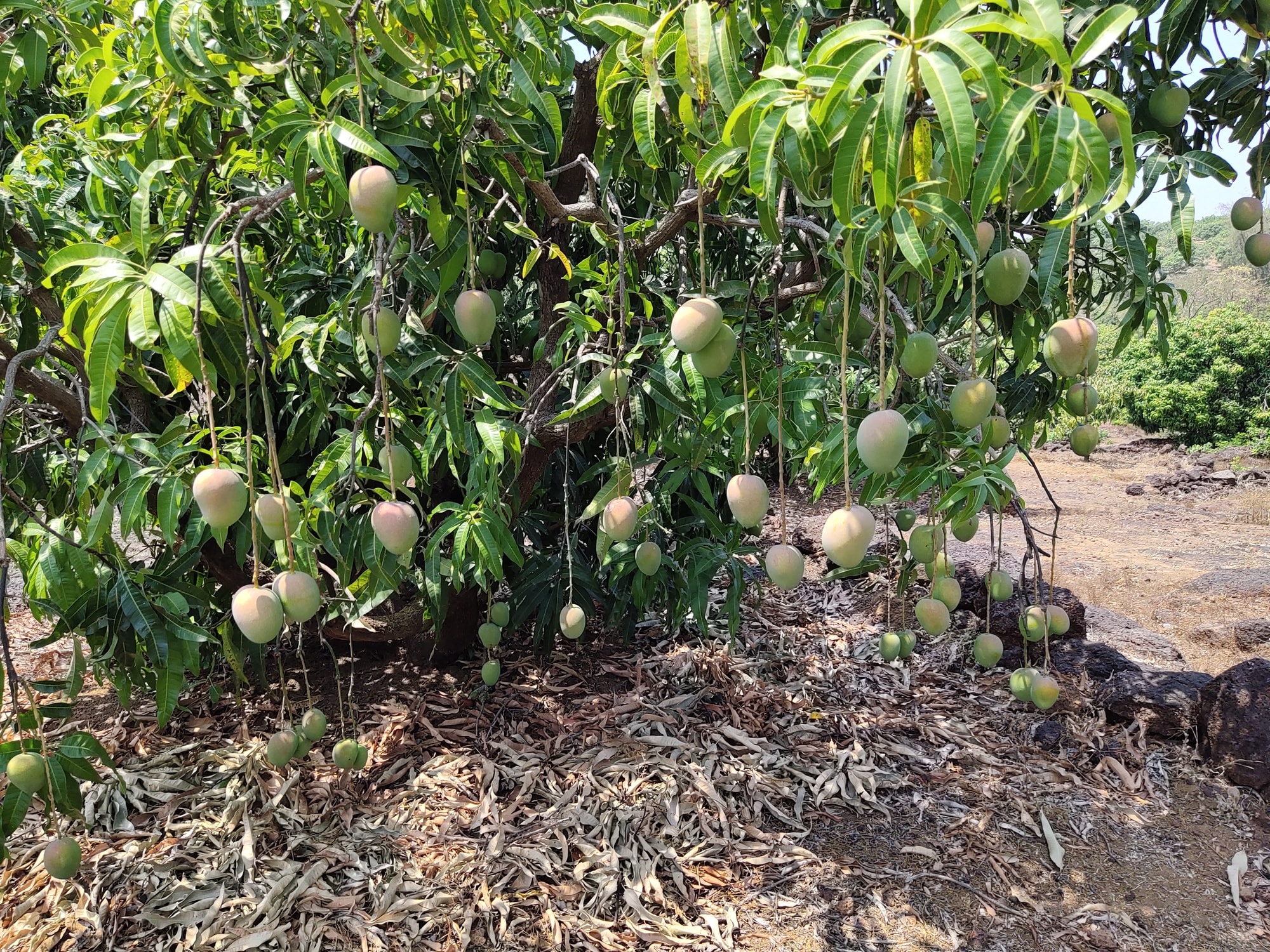 Sara Mangoes in Pethkilla, Ratnagiri - Best Fruit Wholesalers in ...