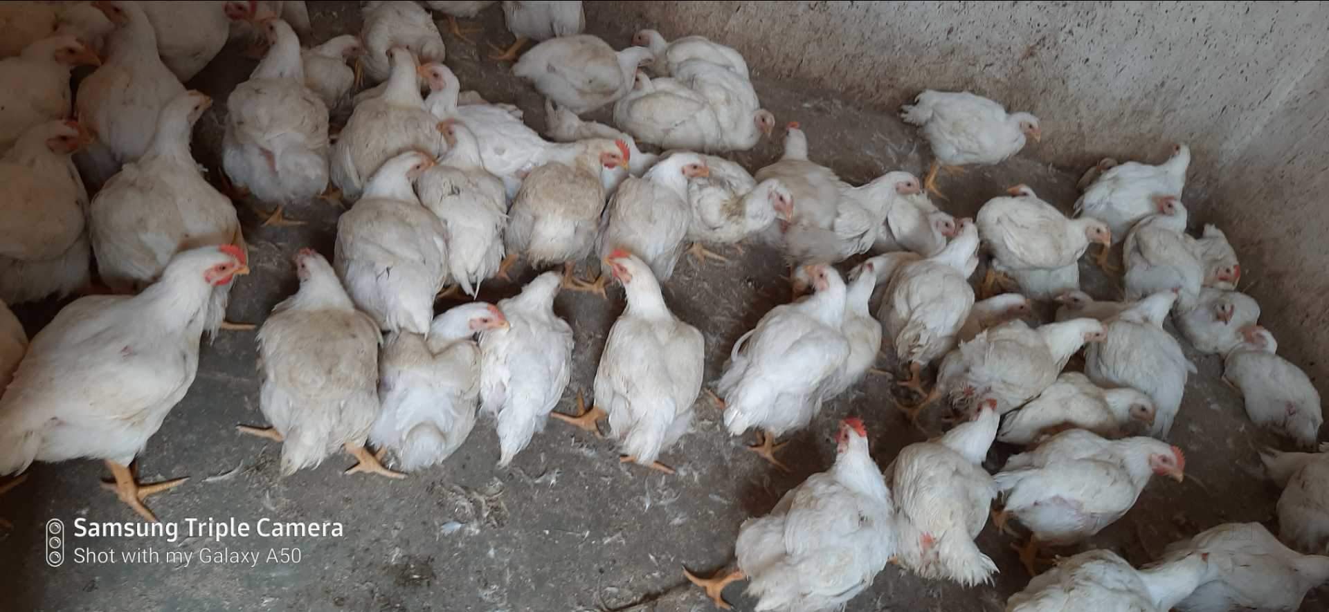 Chicken Home Delivery in Wagholi, Satara - Fresh & Raw Chicken Near You ...
