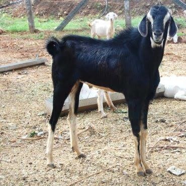 SKP Integrated Farm in Tiruvannamalai - Best Goat Farming in ...