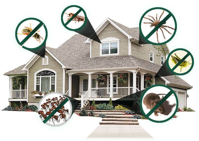 Global Pest Control in Kabbur, Belgaum - Best Mosquito Fogging Services ...