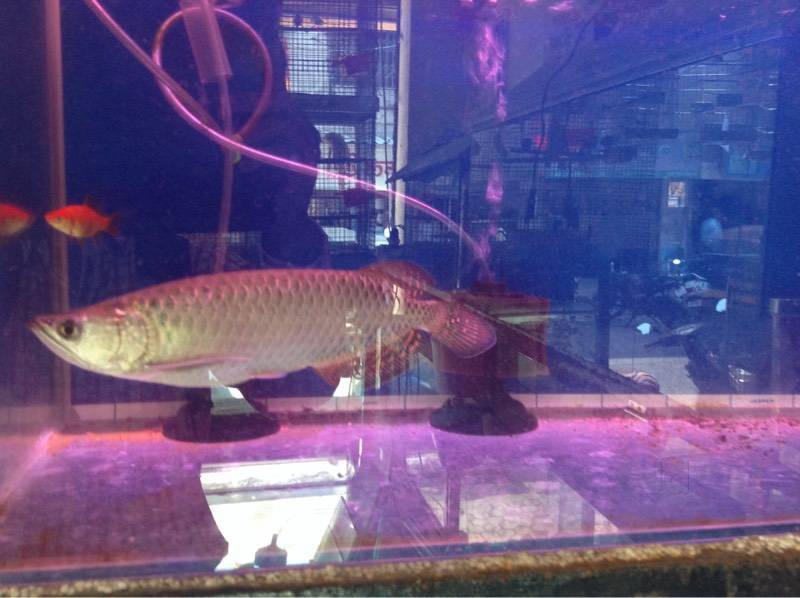 Catalogue - Matsalay Aquarium in Thane West , Mumbai - Justdial