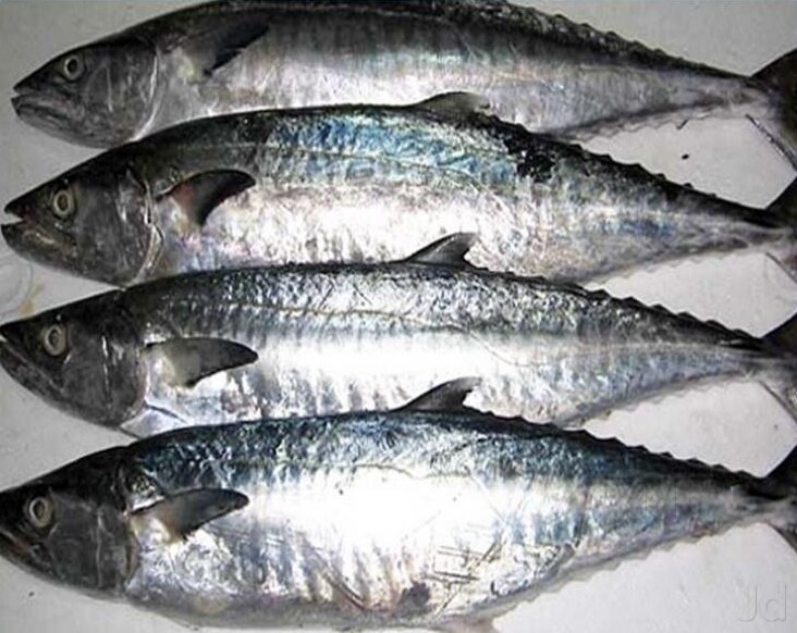Tuna Sea Foods in Thevaram, Theni - Best Frozen Seafood Wholesalers in ...