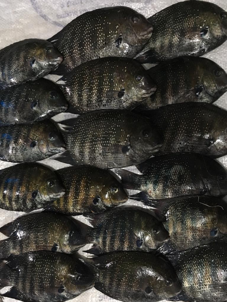 Freshly Food Padoor in Padoor, Thrissur - Best Fish Farming Consultants ...