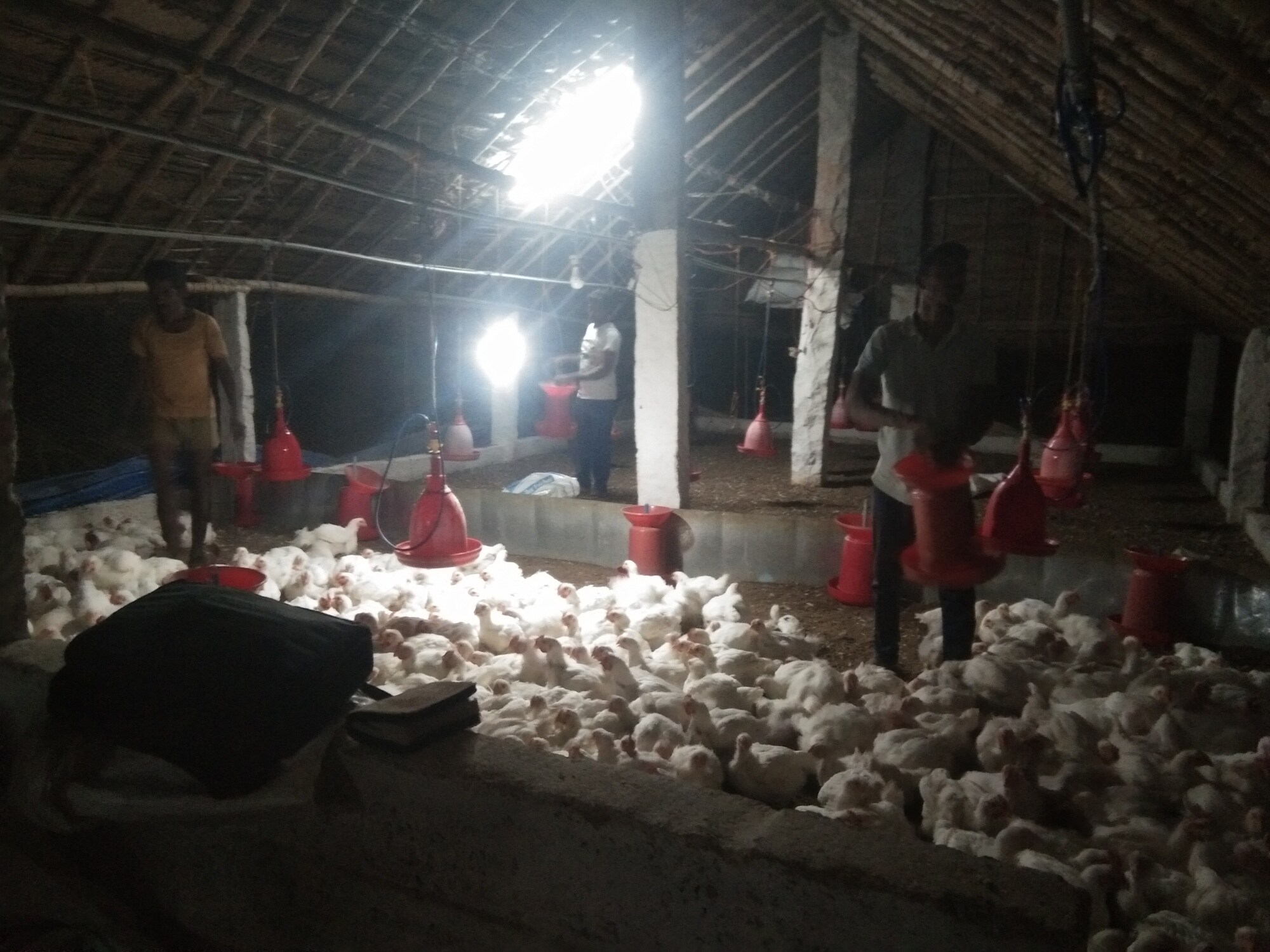 Pavun Poultry Farm in Vellore - Best Agro Farming Services in Vellore ...