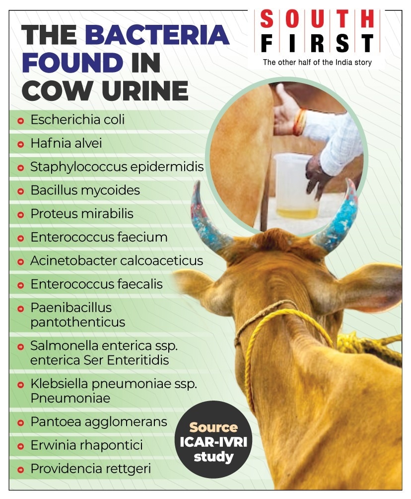Cow Urine (Gomutra) in Mumbai at ₹ 3 / Unit by Kewal Stores - Justdial