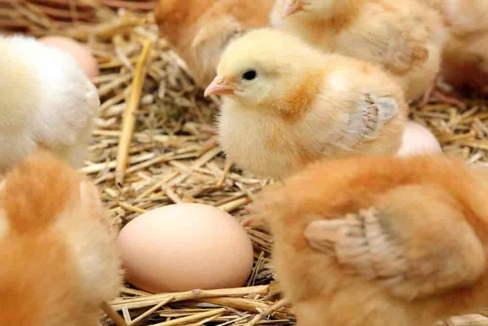 Avian Hatchery Services in Bangalore at best price by Taha Hatcheries ...