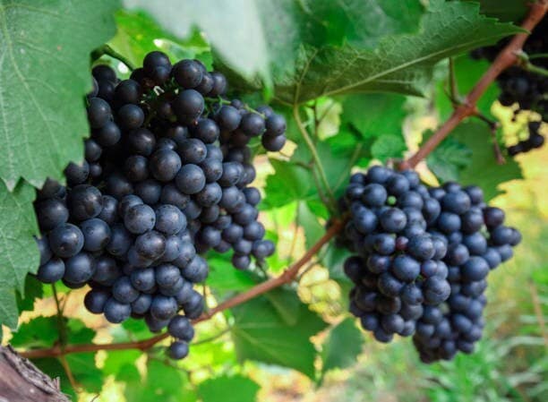 Cabernet Sauvignon Well Watered Black Grapes Plant 5 Feet in Coimbatore ...