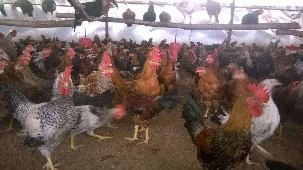 Country Chicken Meat in Arani at ₹ 300 / Kg by Ryan Country Chicken ...