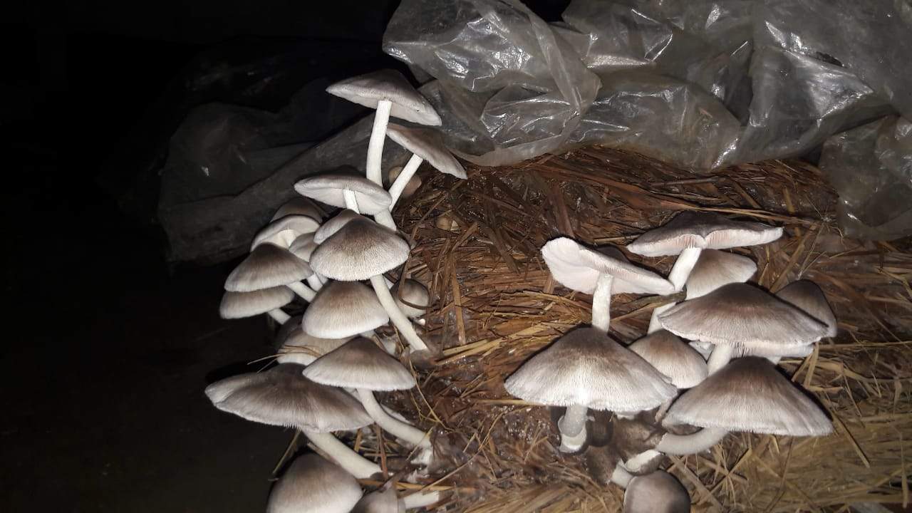 Paddy Straw Mushroom