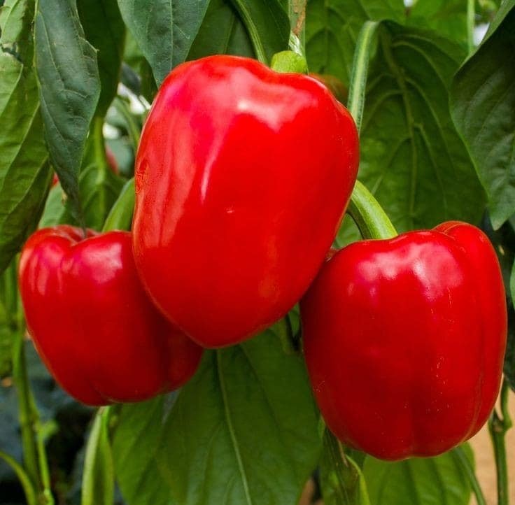 Fresh Red Capsicum 20 Kg in Chennai at ₹ 110 - ₹ 120 / Kg by Madras ...