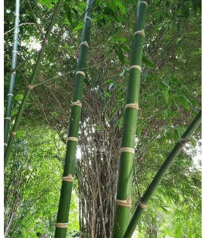 Guadua Angustifolia Bamboo Plants in Jabalpur at best price by Green ...