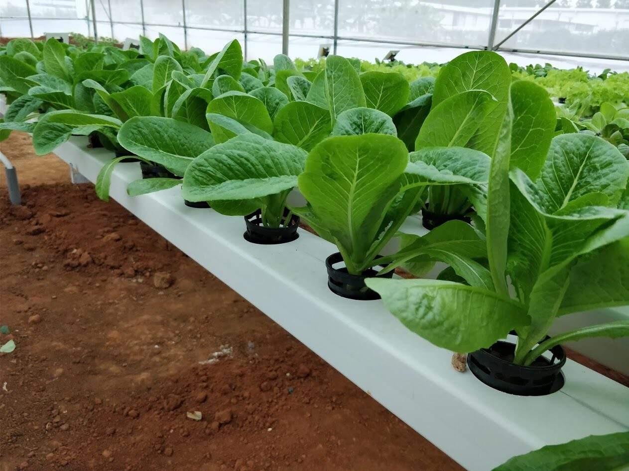 Hydroponics Of Romaine Lettuce in Chennai at ₹ 200 - ₹ 8,000 / Pc by ...